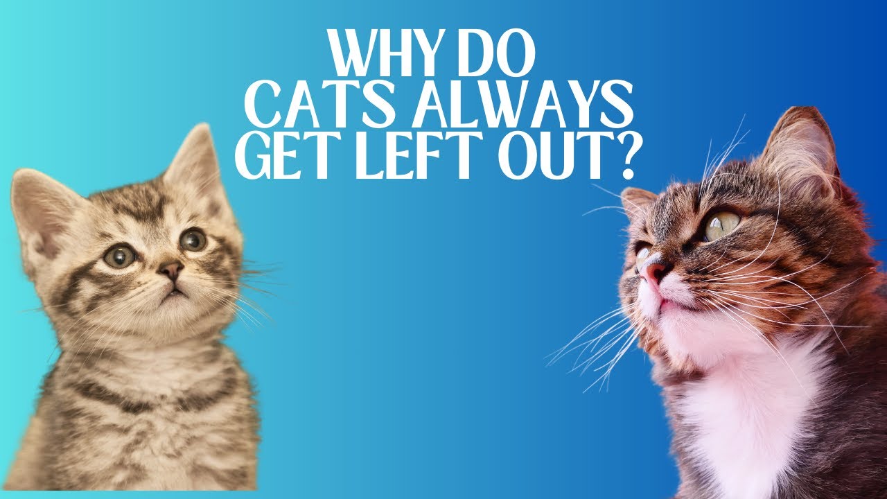 What makes cats always feel left out - YouTube