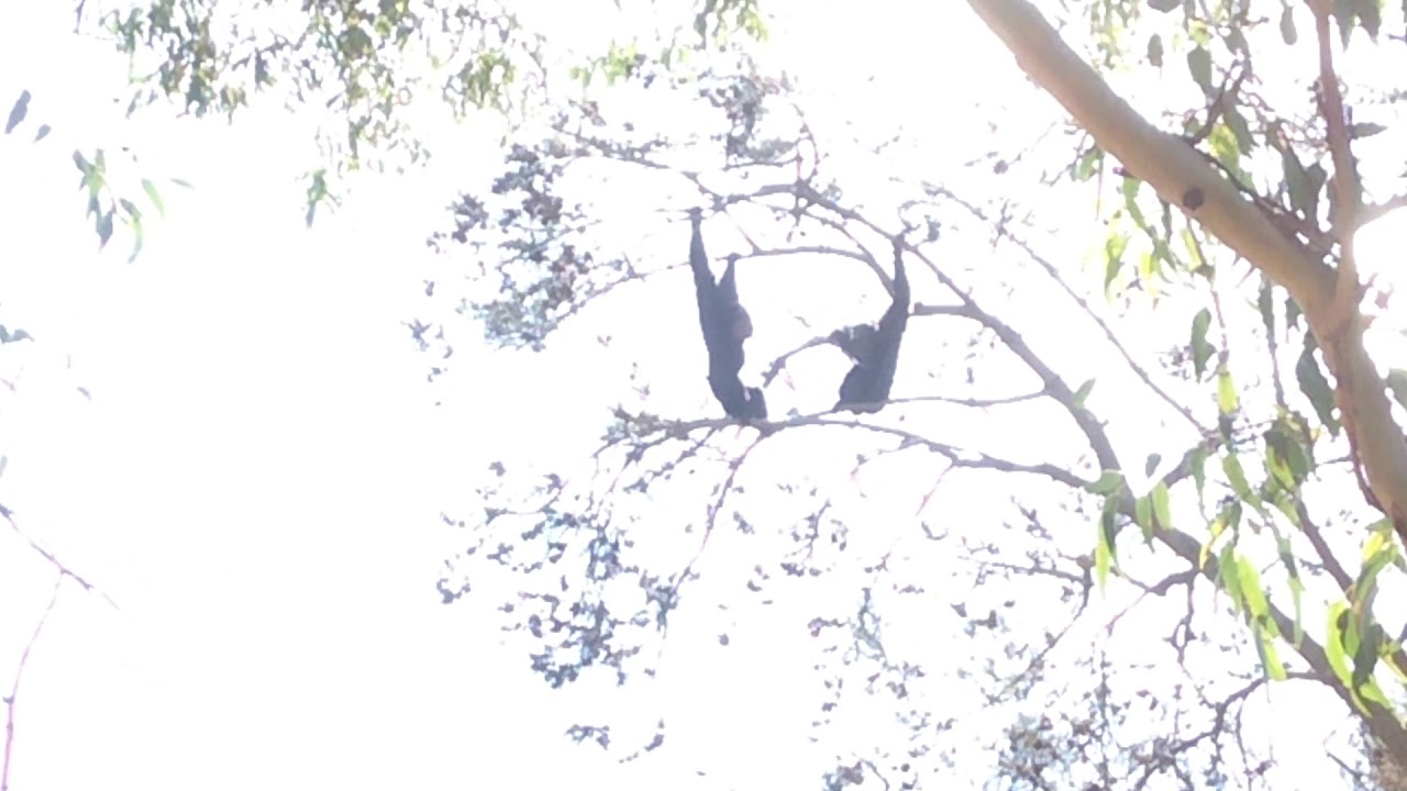 siamang ape gibbons howling - YouTube