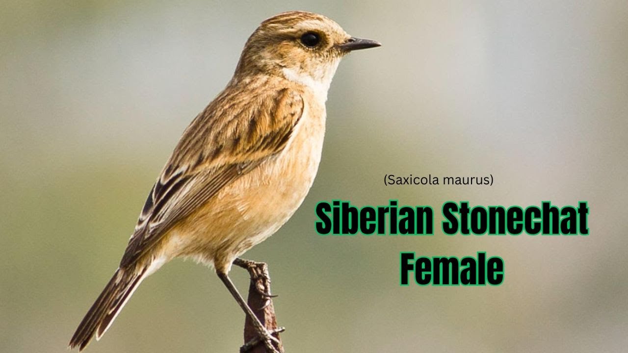 Up Close with Nature: I Watched a Siberian Stonechat Female Bird! - YouTube