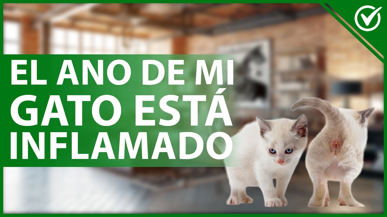 🐈 ¿Por qué mi GATO tiene el ANO INFLAMADO y rojo? - Posibles causas y ...