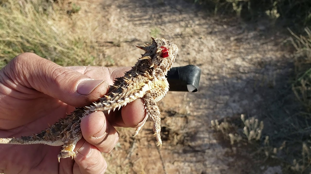 Horny Toad defense blood out of the eye - YouTube