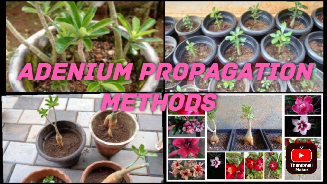 Adenium Part 2 || Adenium Propagation Method || Adenium Care Part 2 ...