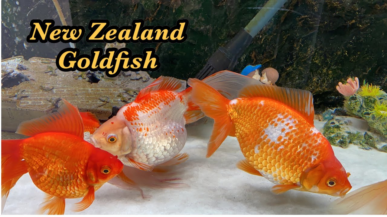 Goldfish(New Zealand) - YouTube
