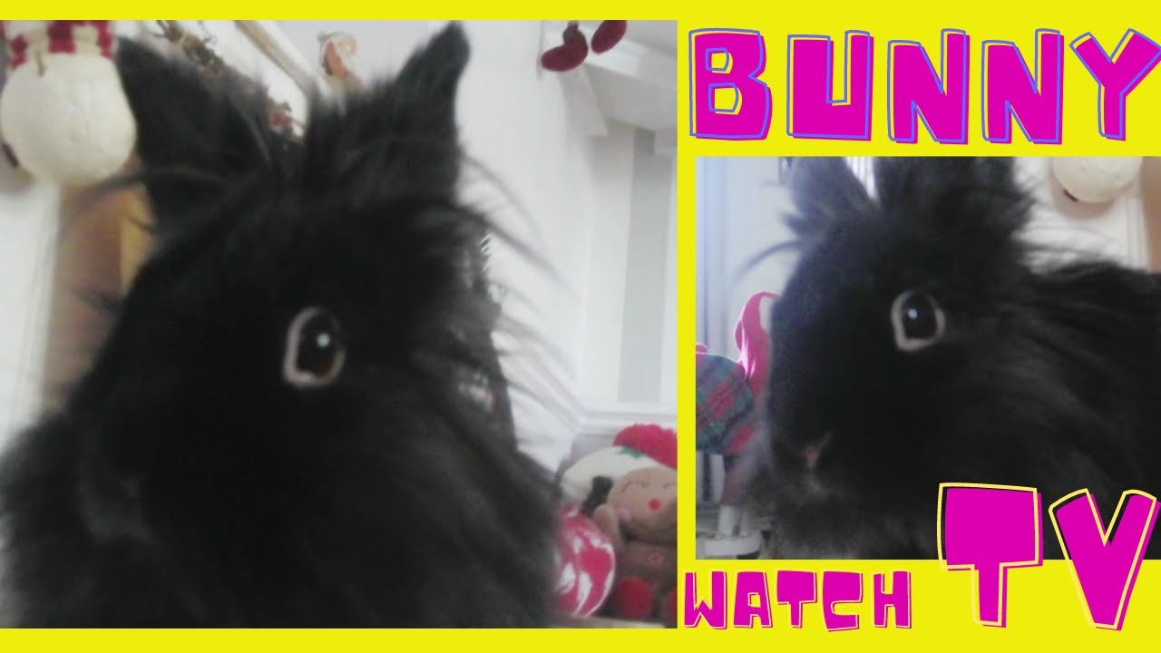 cute bunny watches TV free roam life #cuterabbit - YouTube