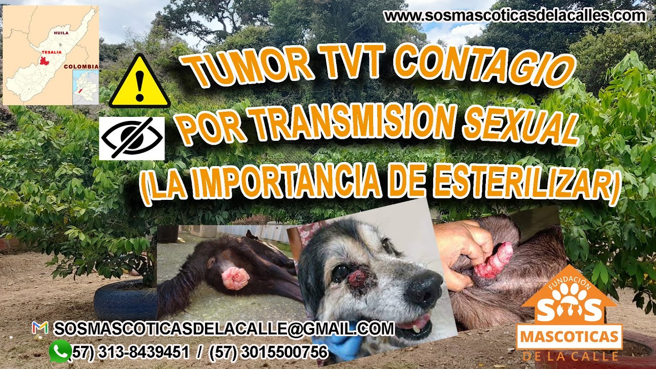 TVT TUMOR VENEREO (LA IMPORTANCIA DE ESTERILIZAR) - YouTube