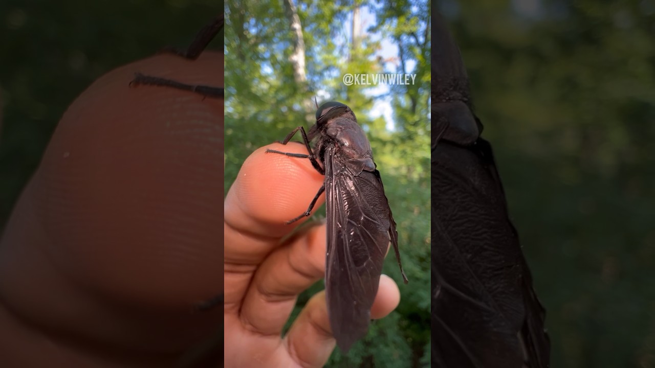 That Giant Black Fly in Your House: What Is It & What to Do?