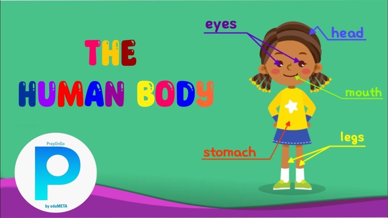 Class 1st EVS The Human Body - YouTube