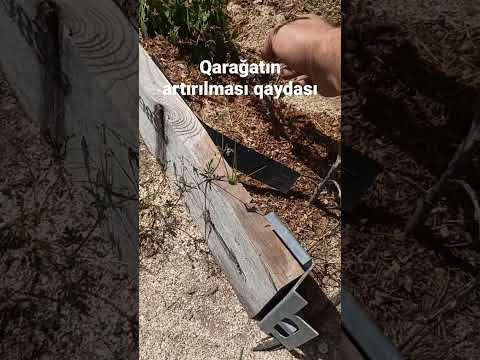 Qarağatın sadə yolla artırılması. #shorts