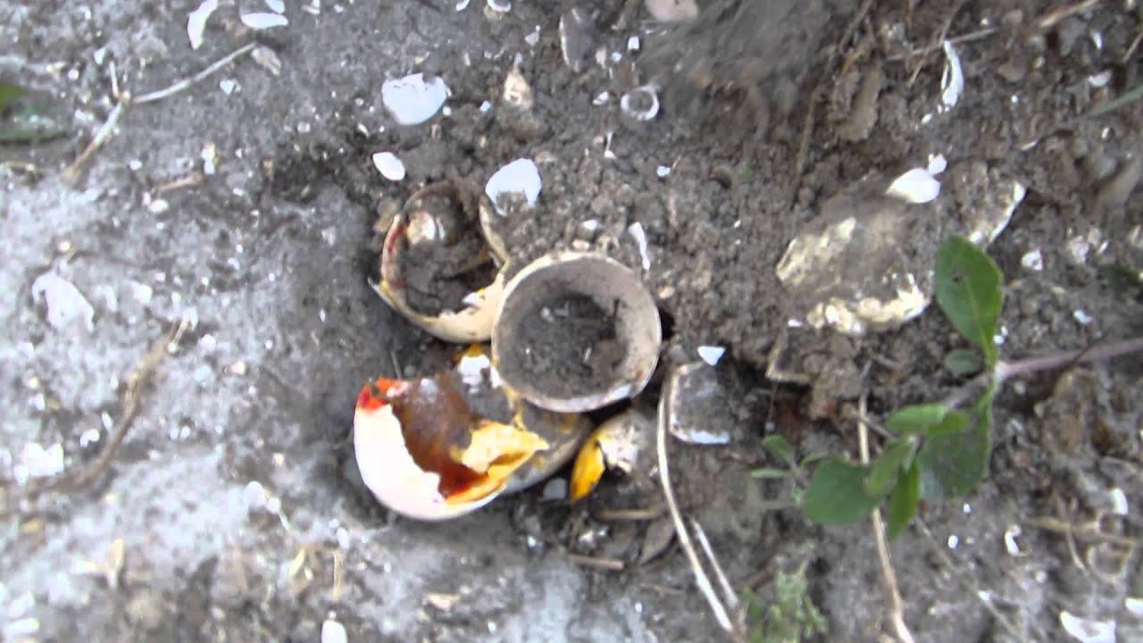 Chicken Funeral. - YouTube