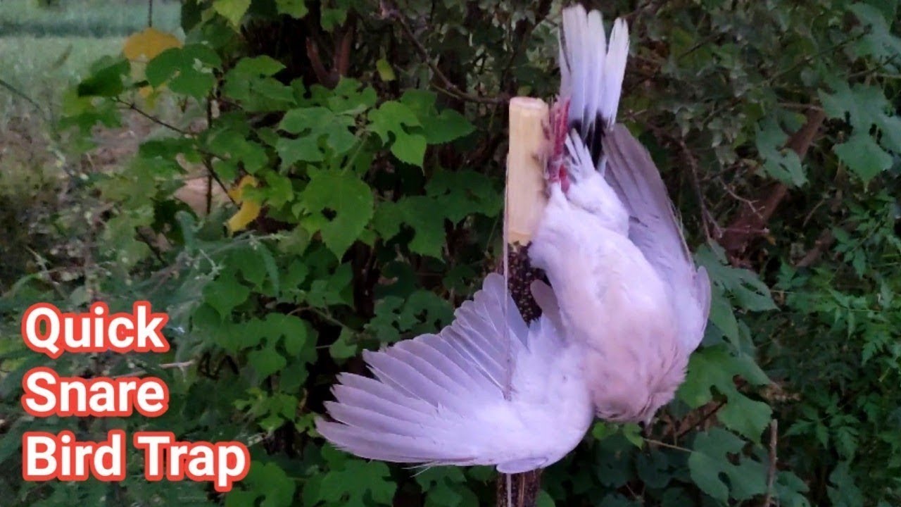 How to make a bird trap Use Sticks | bottle bird trap that Work 100% ...