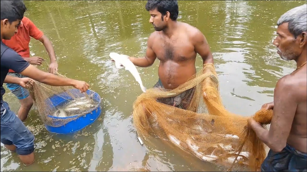 Village net fishing । amazing only two people are catching a lots ...