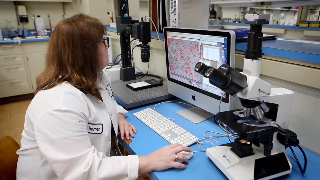 MUSM Focus on Research: Kristen Ashley Horner, Ph.D. - YouTube