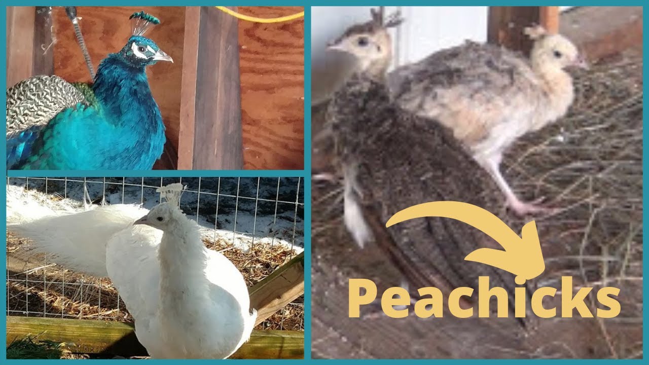Raising Peachicks Peacocks Peahen Peafowl - Nice Addition to our Farm ...