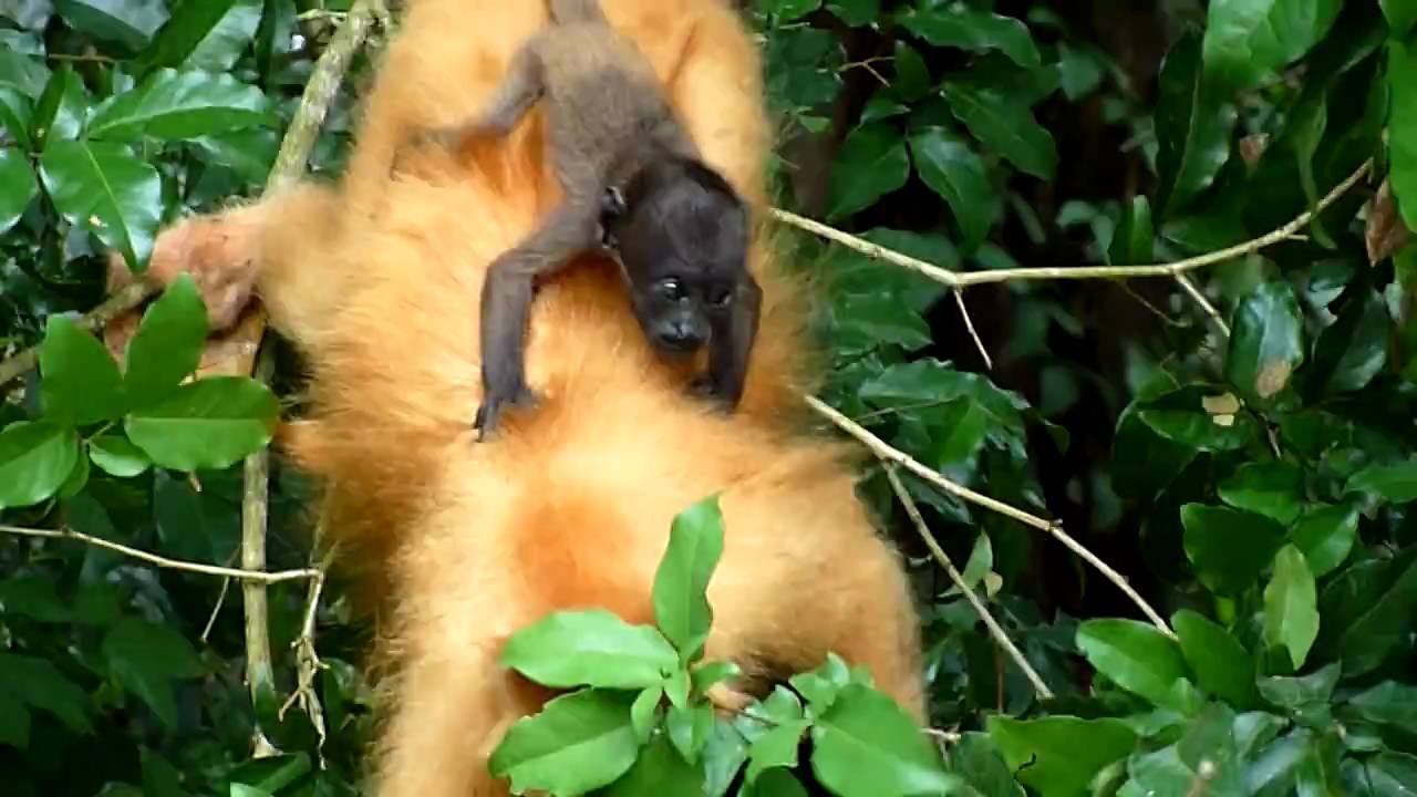 Blonde Hollar Monkey - YouTube