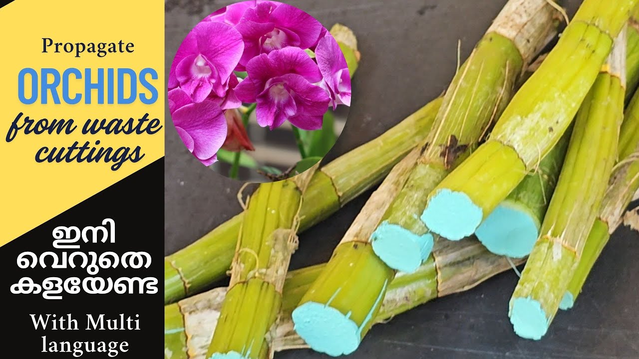 Orchid Propagation from waste cuttings | Dendrobium Propagation - YouTube