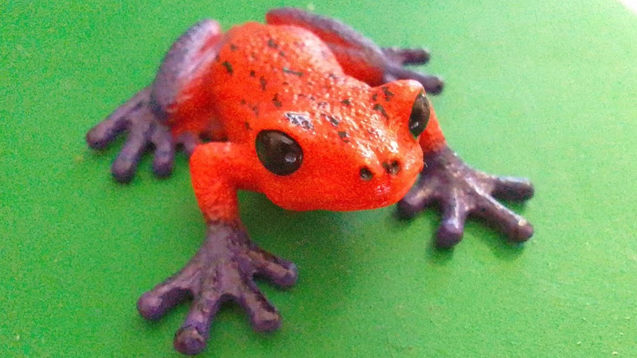 Mojo Poison Dart Tree Frog - Ядовитая Древесная Лягушка - YouTube