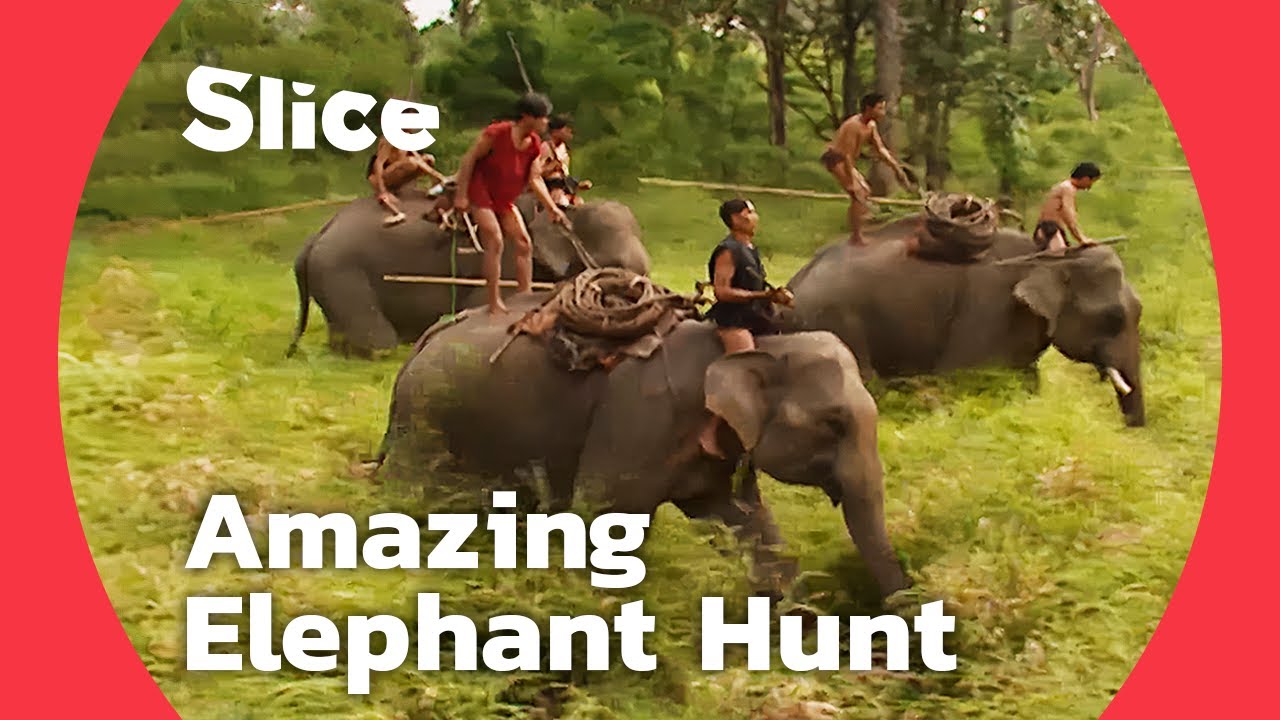 Tracking Wild Elephants: Entering the Heart of Vietnam's Elephant ...