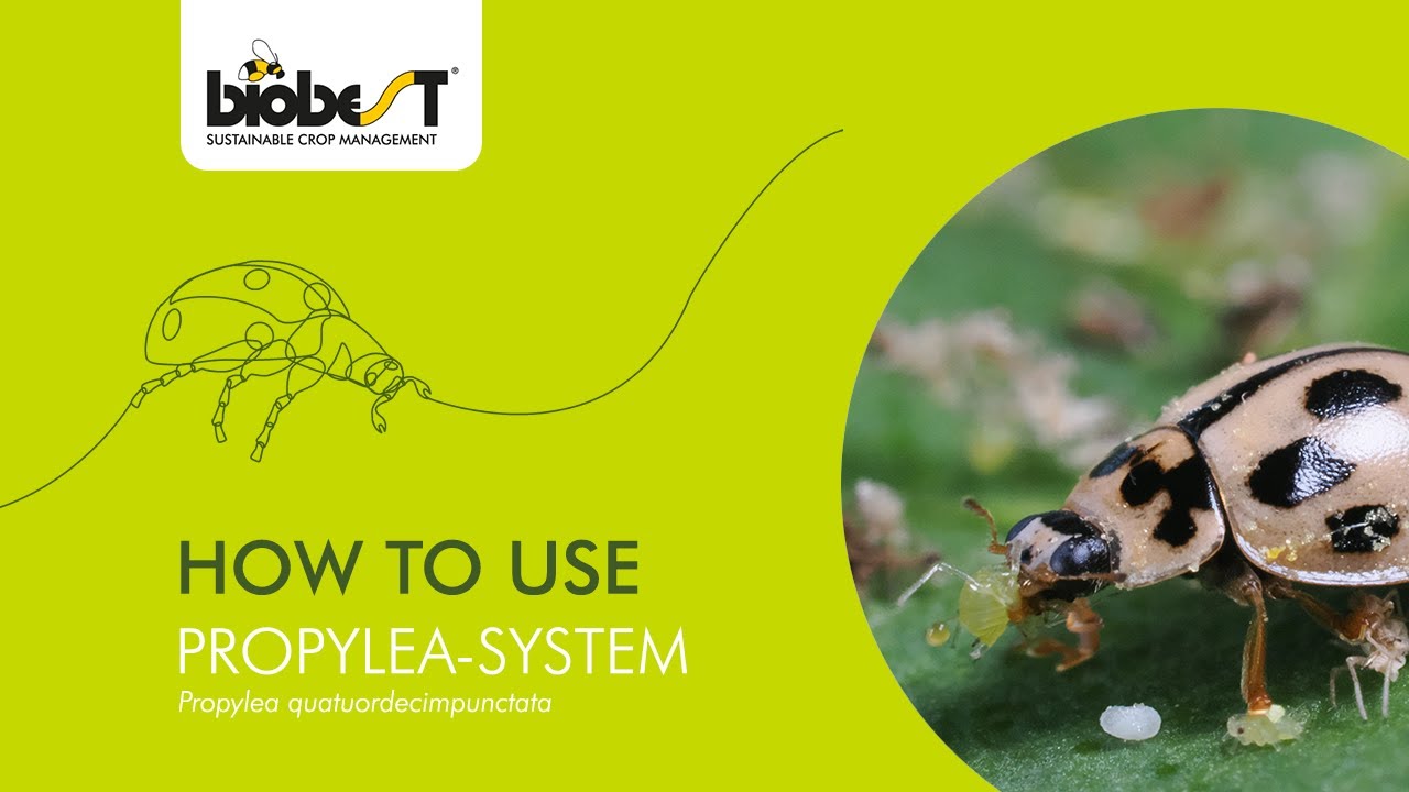 How to use Propylea-System from Biobest - YouTube
