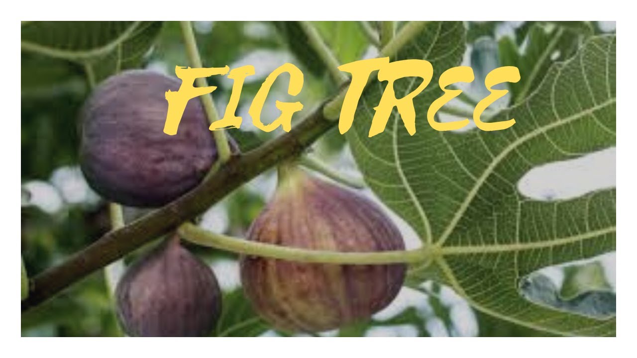 FIG TREE - YouTube