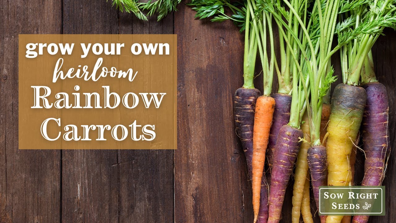Sow Right Seeds | Rainbow Carrots - YouTube