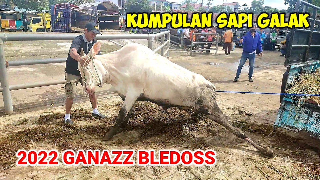 KUMPULAN SAPI NGAMUK GALAK 2022 - YouTube