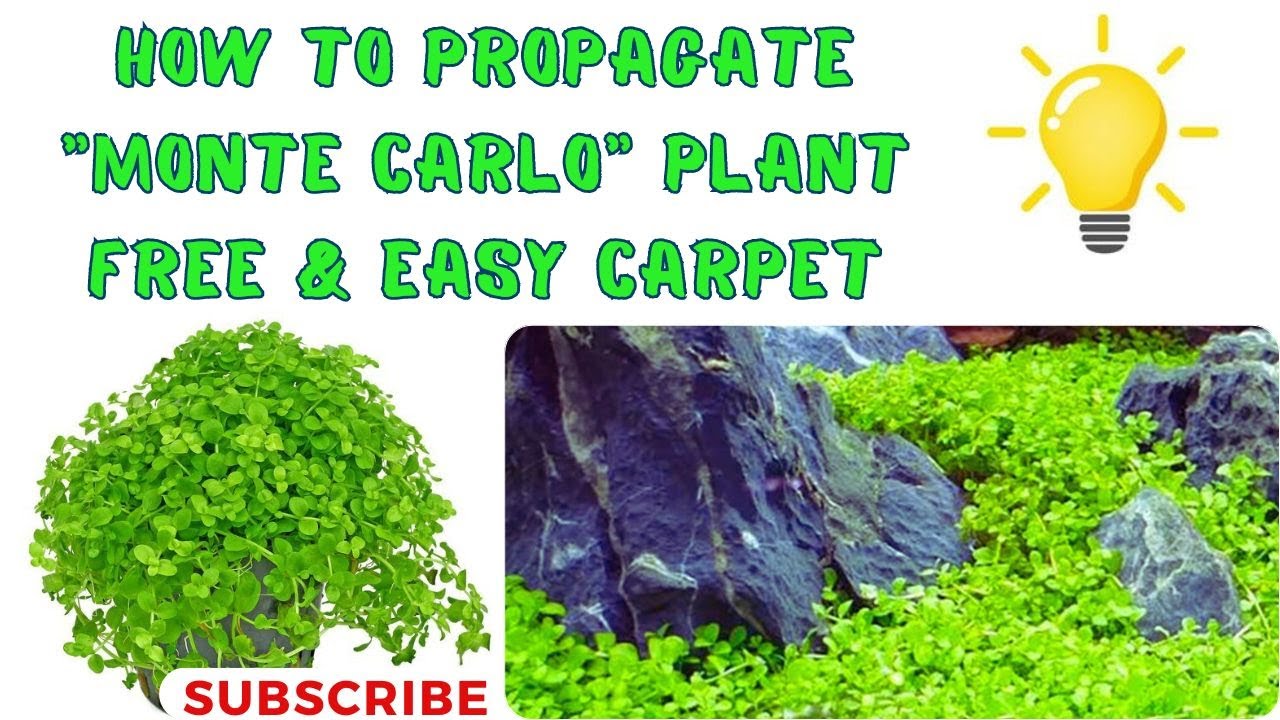 How to propagate Micranthemum " Monte Carlo" plant #Dry start method # ...