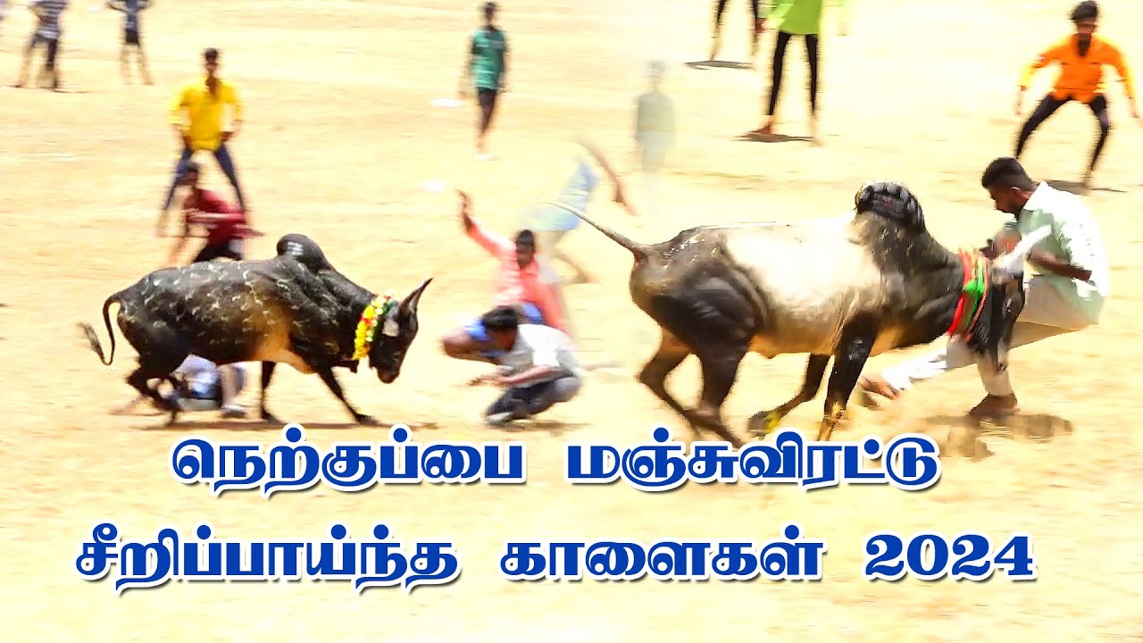 நெற்குப்பை மஞ்சுவிரட்டு 2024 #Nerkuppai manchuvirattu 2024 #Nerkuppai ...