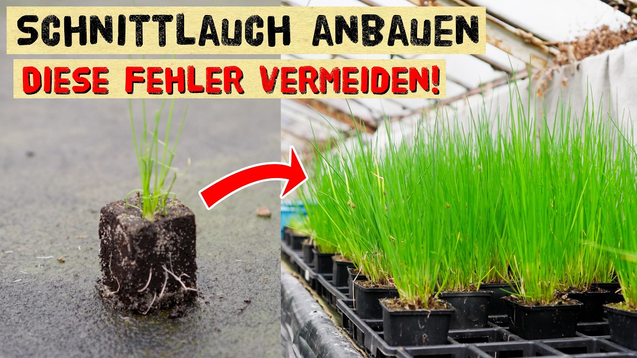 Schittlauch: Komplette Anleitung zum erfolgreichen Anbau ! Fehler ...
