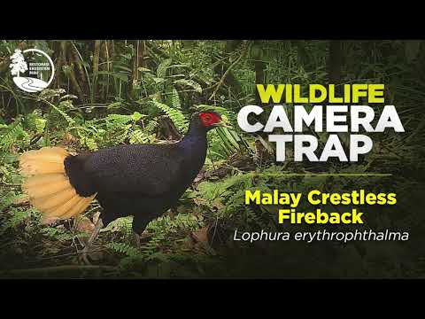 Sempidan Merah - Malay Crestless Fireback : RER Camera Trap - YouTube