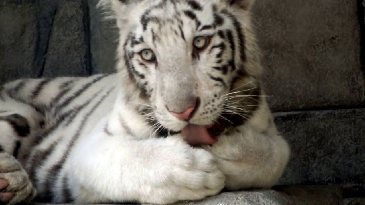 Grooming. White Tiger Cub.グルーミング。ホワイトタイガーの子供。 - YouTube