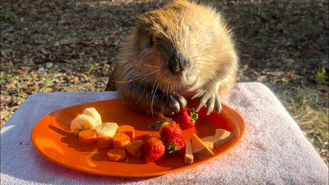 Happy Thanksgiving! - YouTube