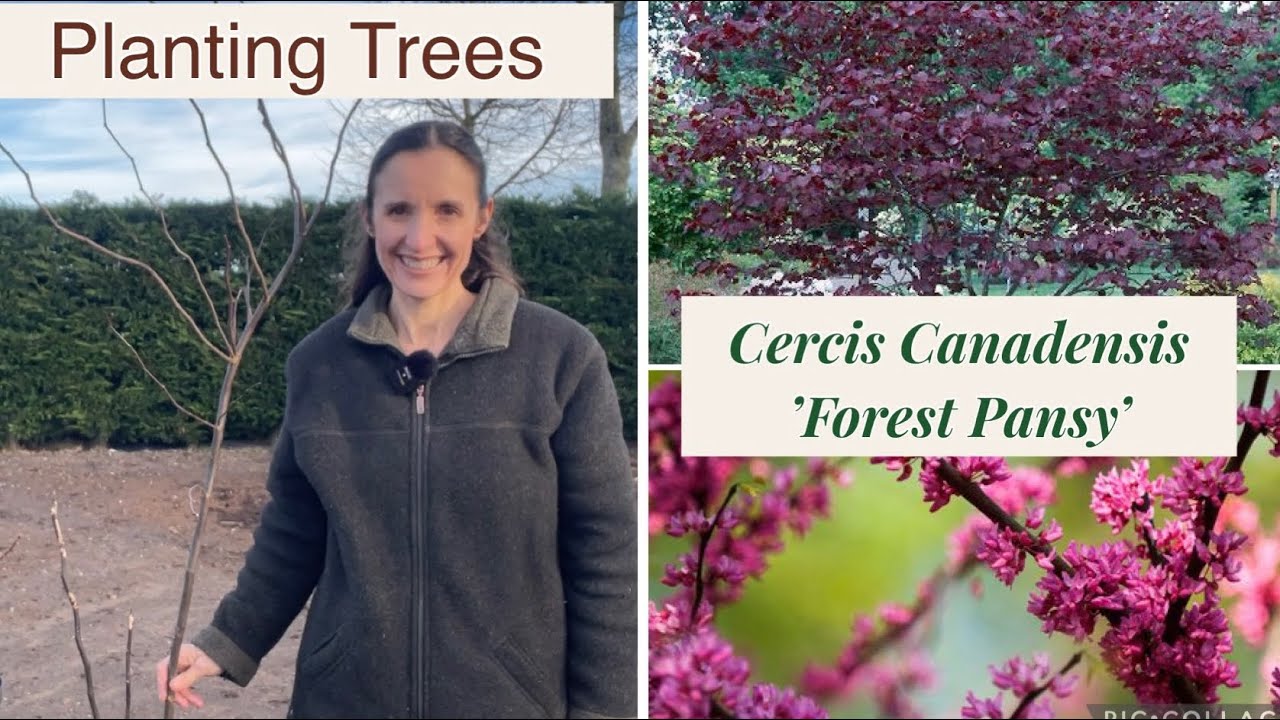 Planting an Eastern Redbud Tree - YouTube