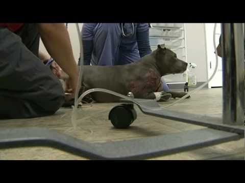 Dog Shot (WARNING GRAPHIC) - YouTube