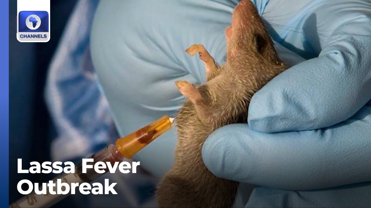 Over 100 Cases Of Lassa Fever Recorded In Ondo State - YouTube