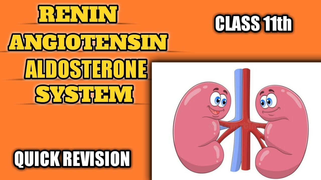 RENIN ANGIOTENSIN ALDOSTERONE SYSTEM/RAAS/REGULATION OF KIDNEY FUNCTION ...