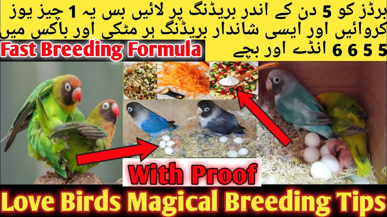 All Birds New Fast Breeding Formula 2023 l Love Birds,Cockatiel,Budgies ...