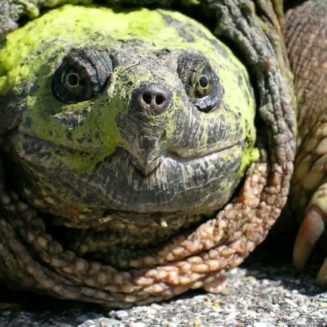 Talking Alligator Snapping Turtle 101 #viral #trending #shortfeed # ...