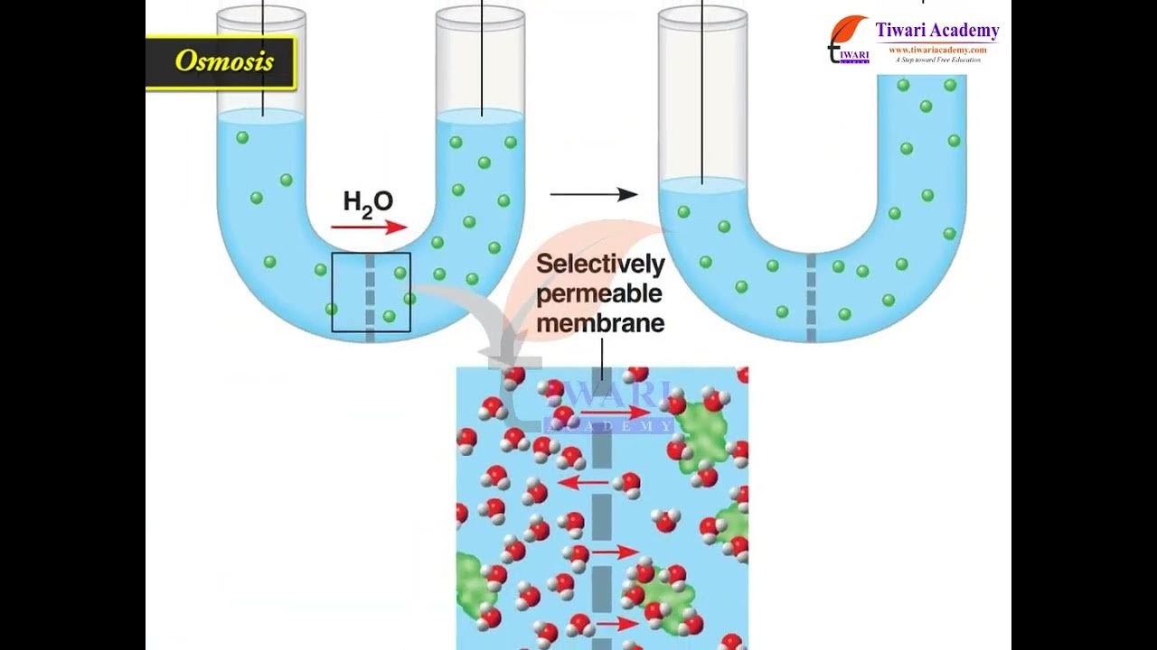 Class 12 Chemistry Colligative Properties and Determination of Molar Mass in Chapter 2 Solutions ...