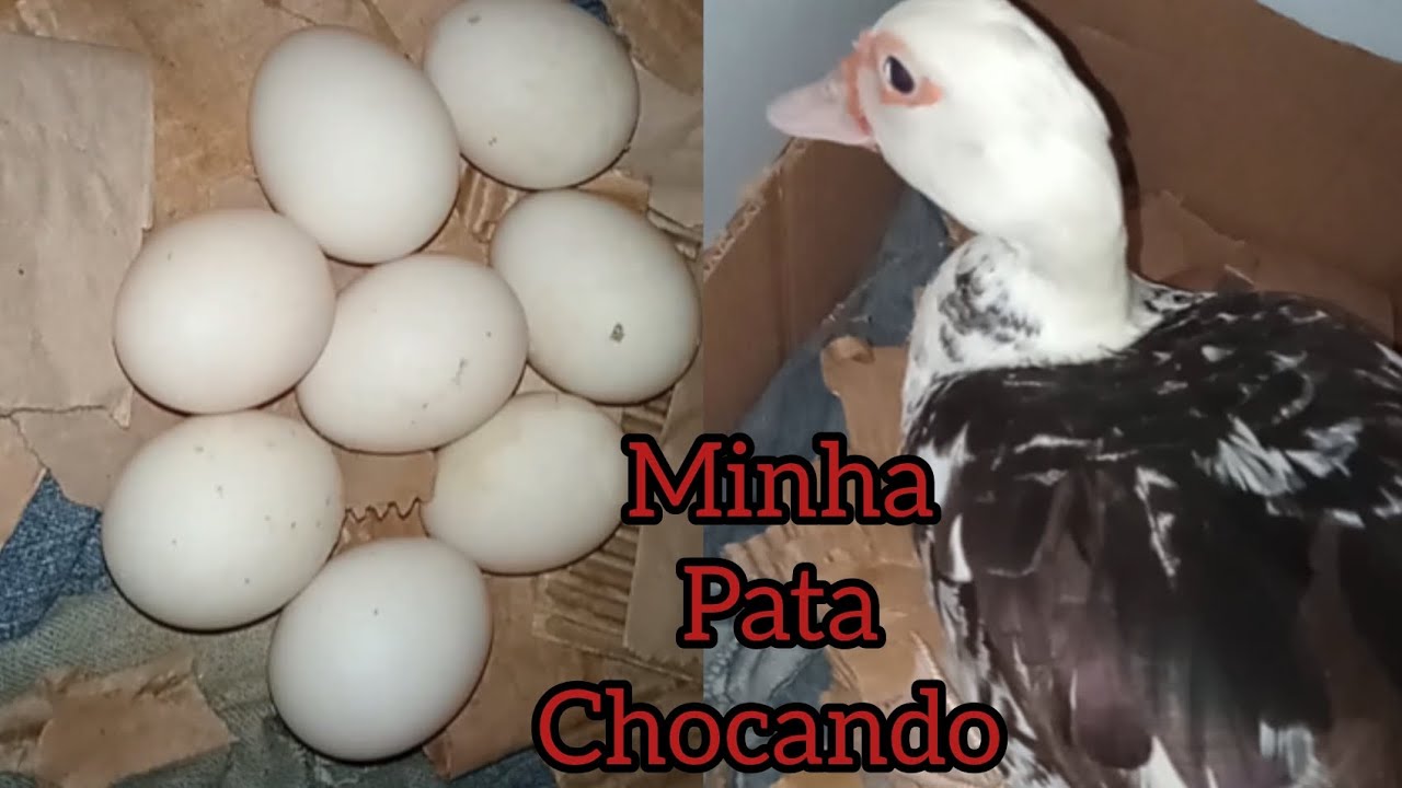 O QUE FAZER PARA A PATA ACEITAR O NINHO #pato #duck #aves - YouTube