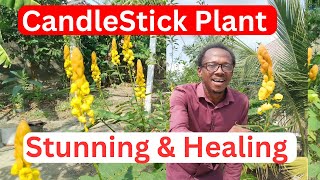 Candlestick Plant in Full Bloom: Stunning Senna alata Care Tips & Benefits