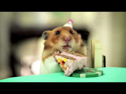 Küçük kirpi için küçük doğum günü