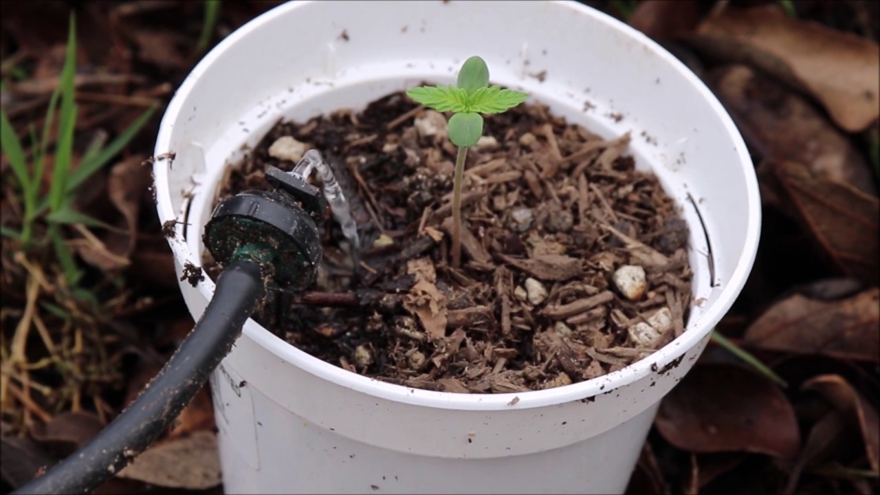 How to Grow Marijuana Outdoors - Putting the Gals Outside - YouTube