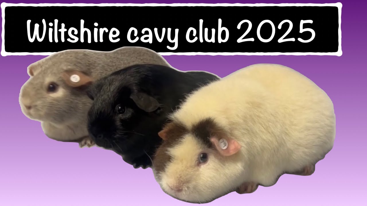 Wiltshire Cavy Club a wonderfully friendly guinea pig show - YouTube