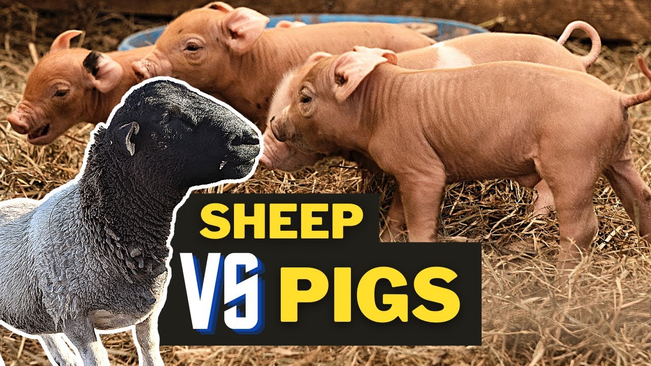Are Pigs Easier than Sheep for the First-Timer? - YouTube