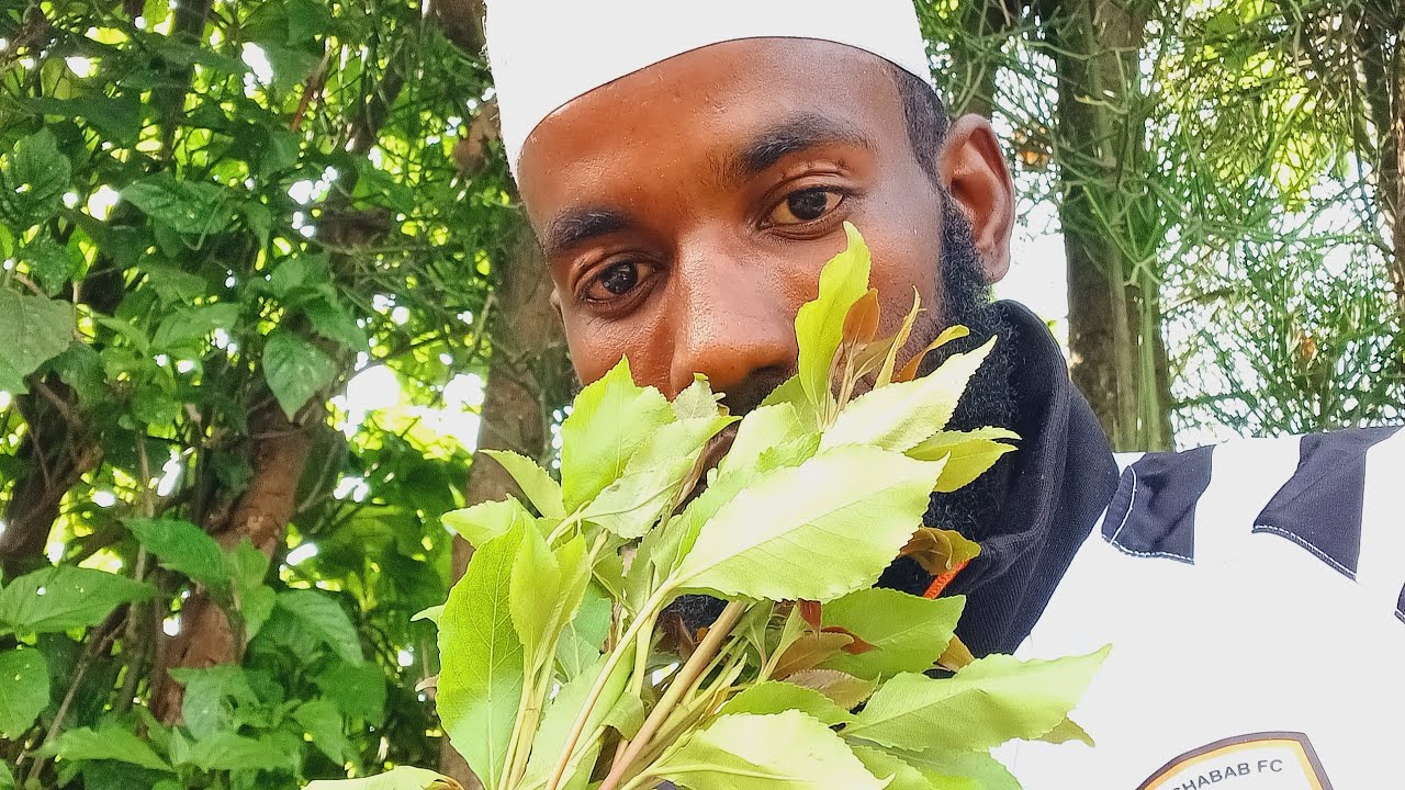 JIMAA Caatii qama'aa wadaaja waliin #غات - YouTube