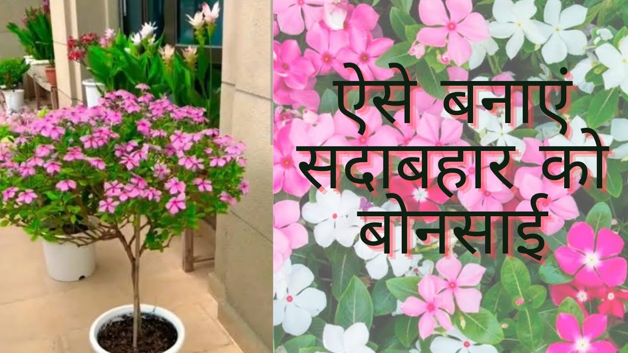 Sadabhar ko Bonsai Kaise Banaye | सदाबहार को दें एक नया लुक | Sadabhar ...