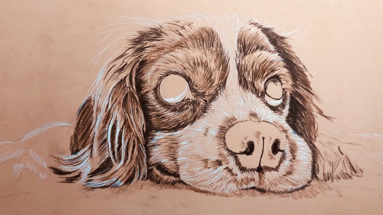 How to Draw a Spaniel Puppy in Pastel Pencils- Part 1, Base Layers ...