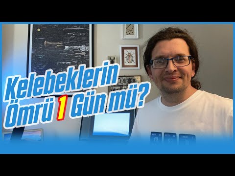 Kelebeklerin Ömrü Bir Gün mü ? | Kelebekler Ne kadar Yaşar ? #kelebeklerin #yaşamı