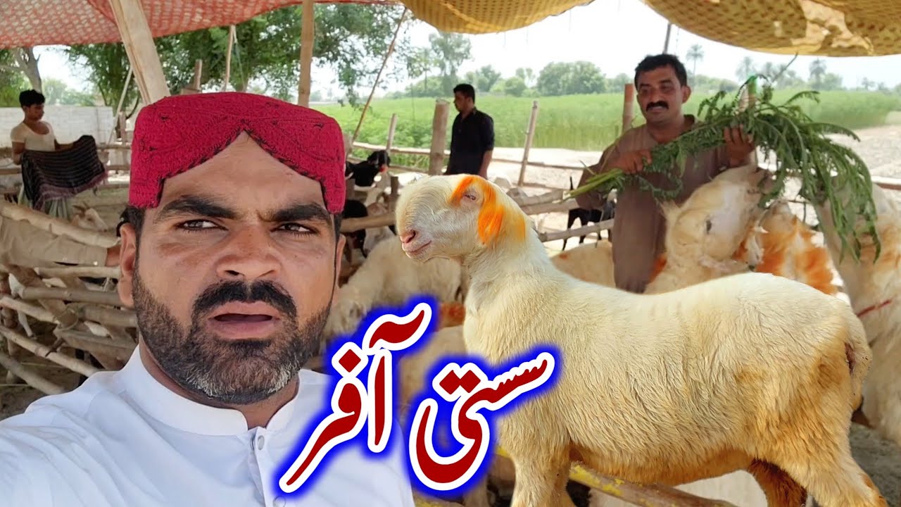 sheep farming business plan in pakistan || sheep farming in pakistan 26 ...