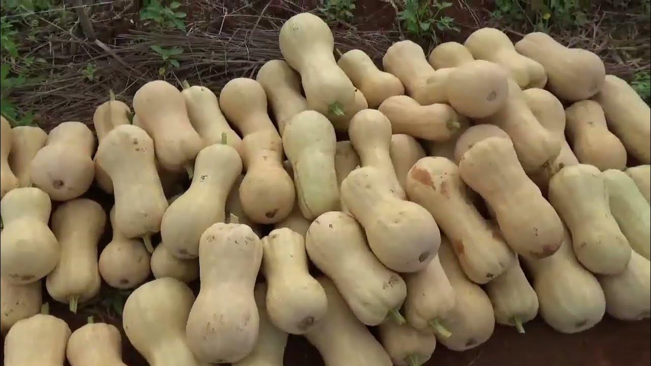 Panduan Lengkap Cara Menanam LABU MADU Dari Awal Sampai Panen di Lahan - YouTube